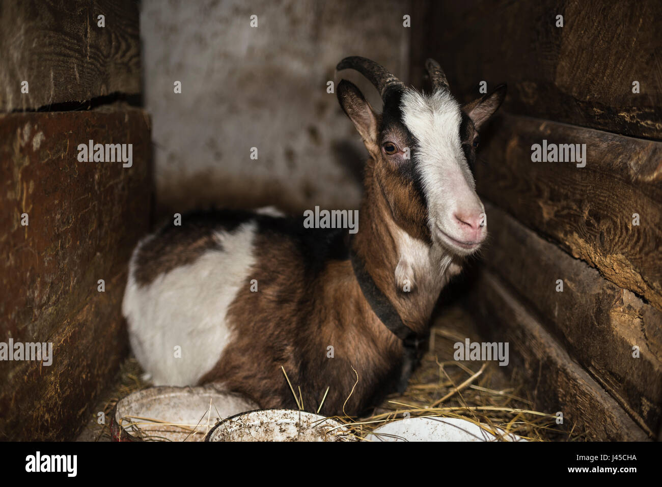 Goat sitting on hay in the stable, animal Stock Photo - Alamy