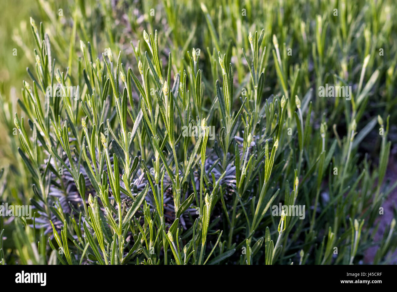 Lavender buds hi-res stock photography and images - Alamy