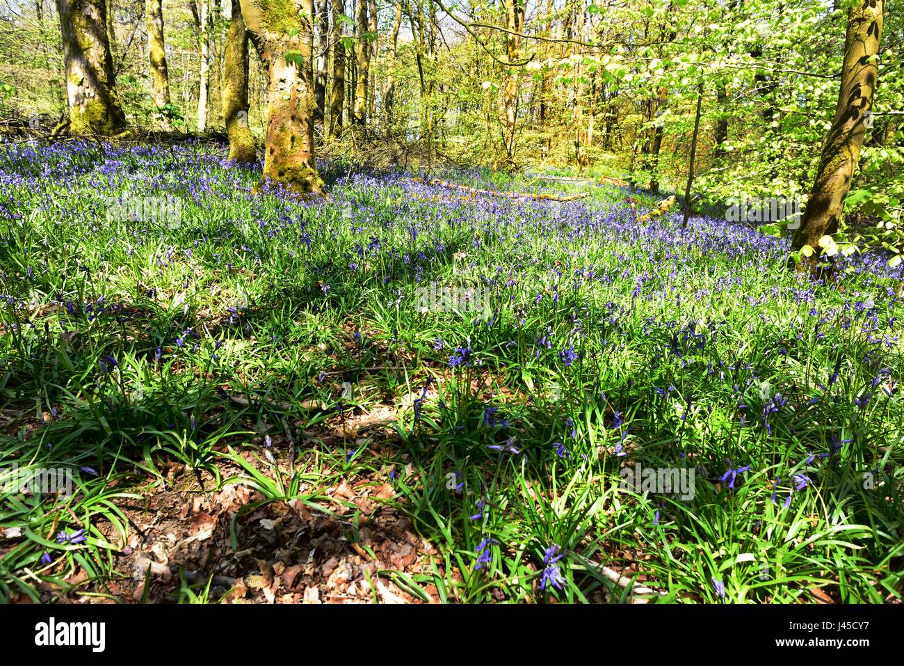 Native English Hyacinthoides in an ancient Woodland Stock Photo - Alamy