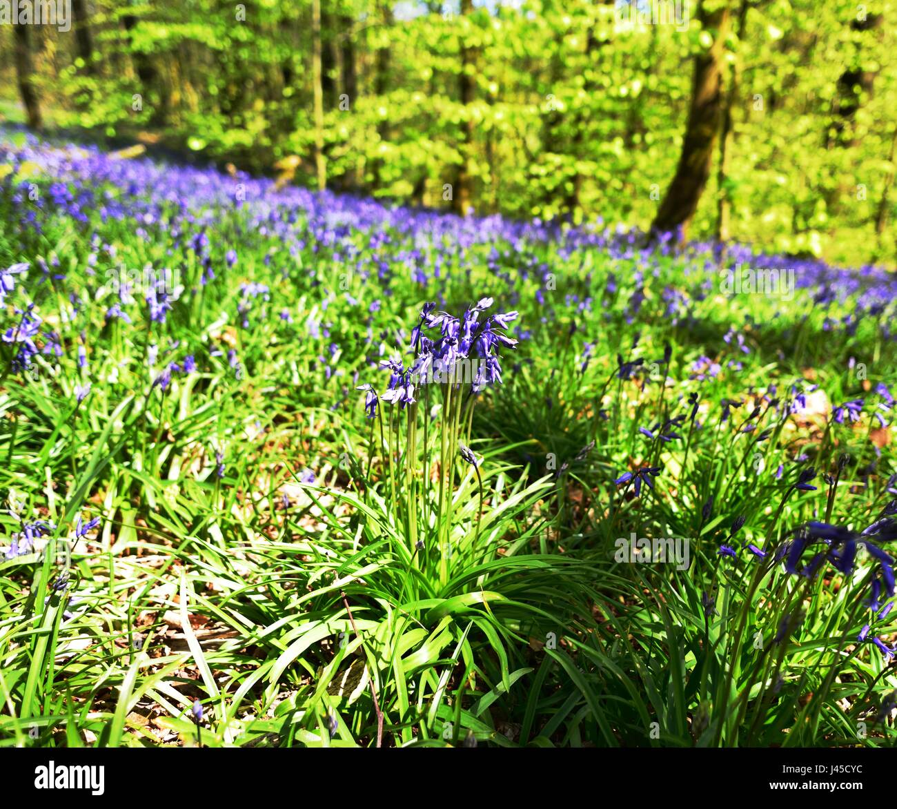 Native English Hyacinthoides in an ancient Woodland Stock Photo - Alamy