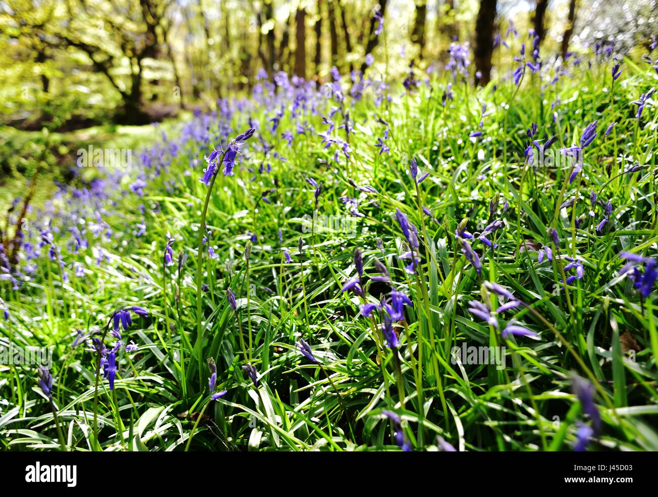 Native English Hyacinthoides in an ancient Woodland Stock Photo - Alamy