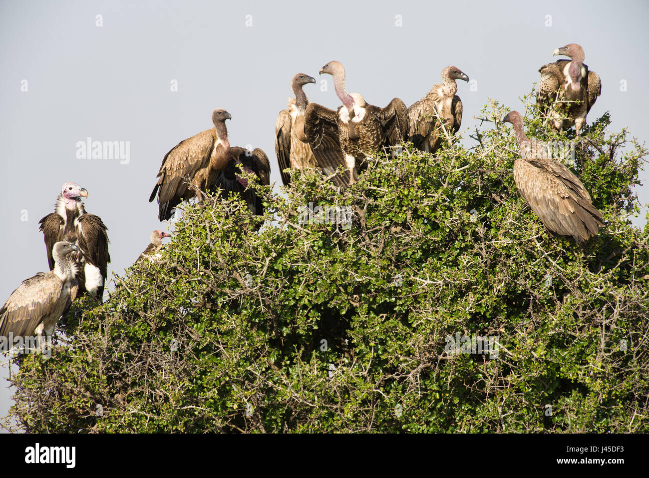 East African Vultures Hi Res Stock Photography And Images Alamy