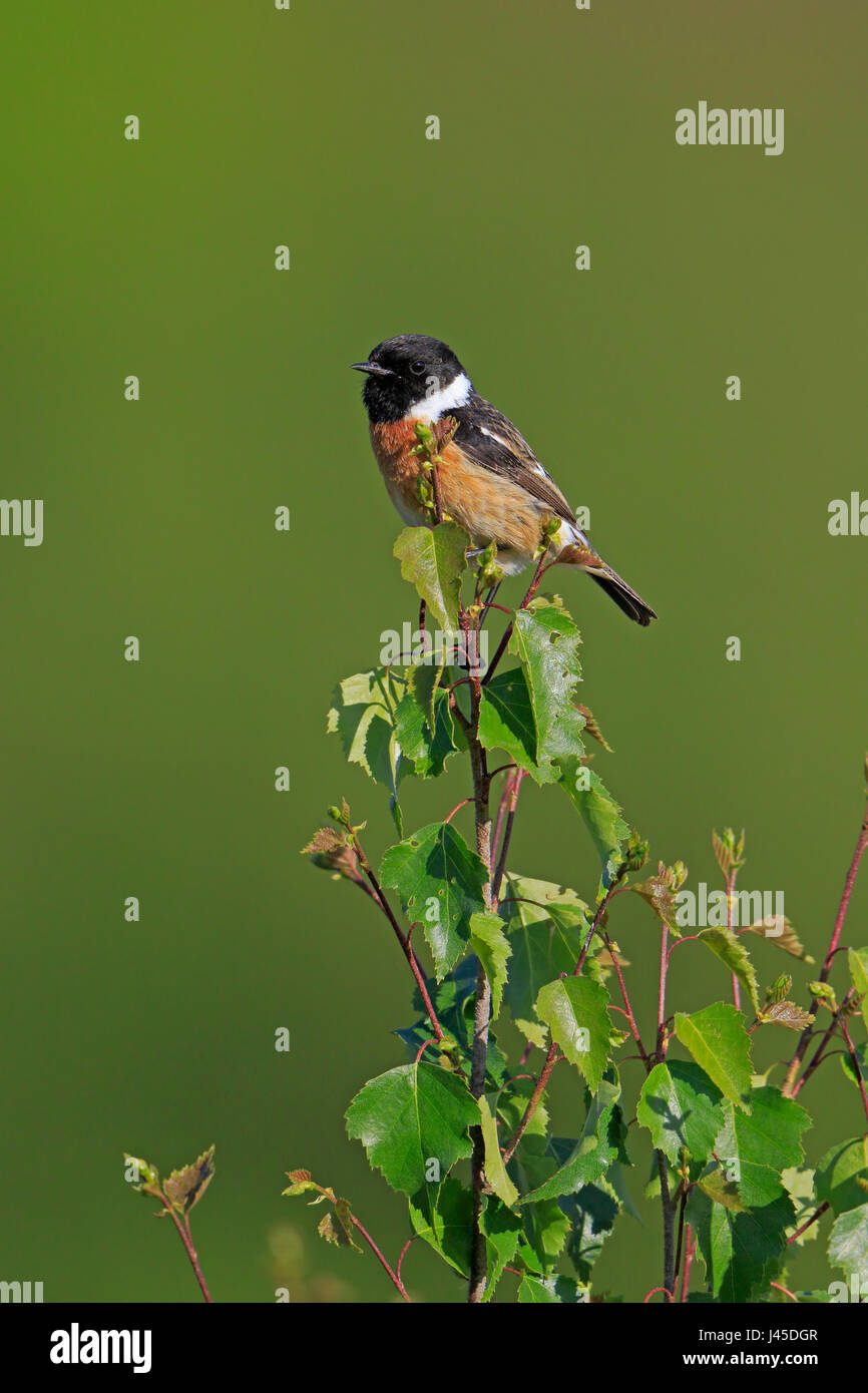 Young stonechat hi-res stock photography and images - Alamy