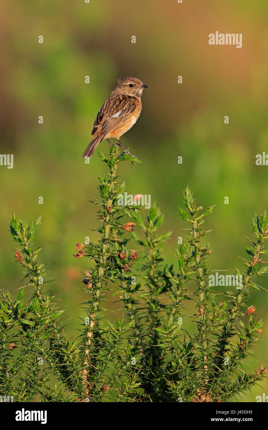 Female Stonechat on Gorse bush Stock Photo - Alamy
