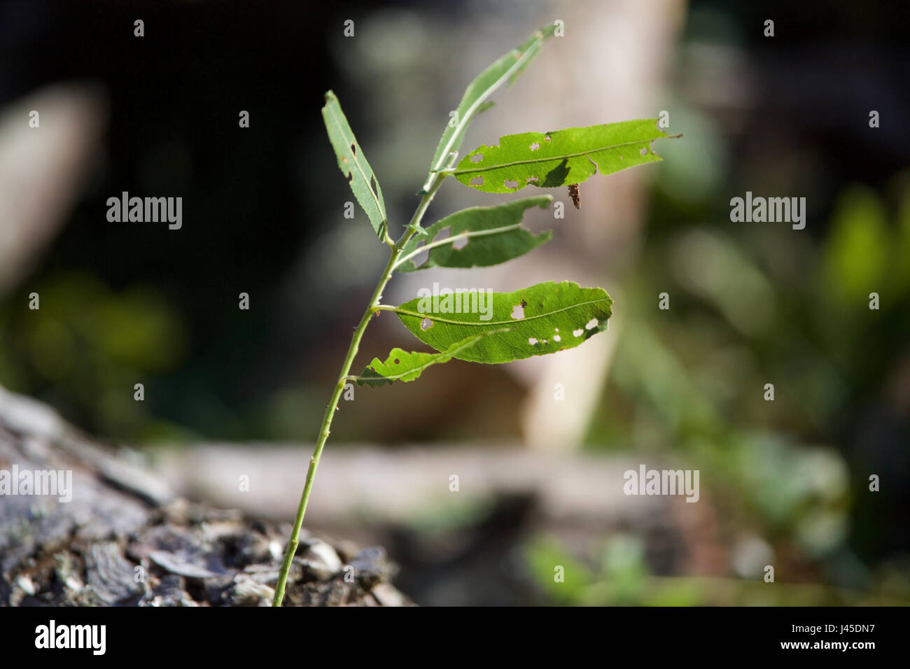 Life of insects hi-res stock photography and images - Alamy