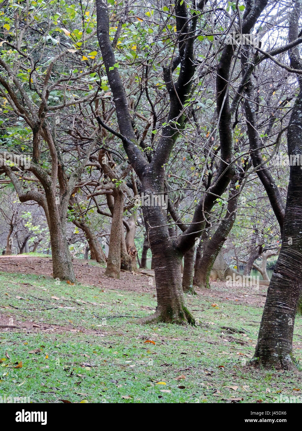 Cold autumn grove Stock Photo - Alamy