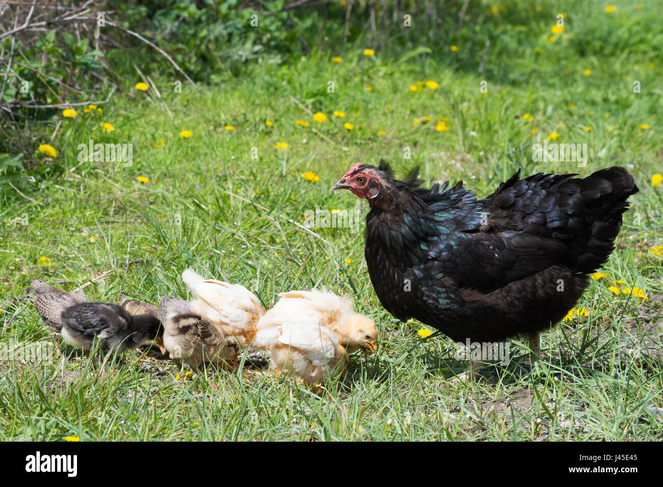 Black Easter Egger Hen