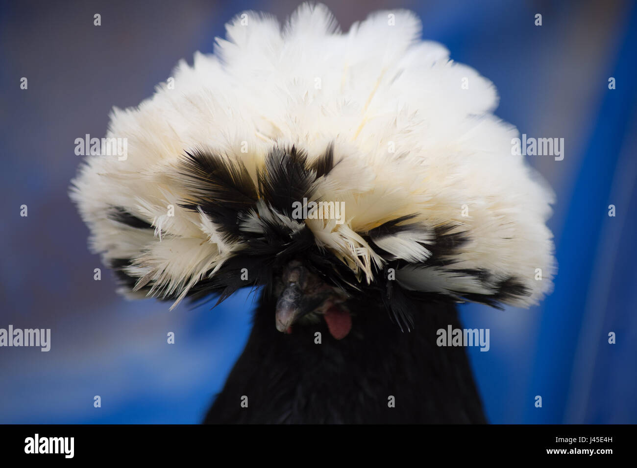 Close up of head and neck of White Crested Black Polish Chicken with a ...