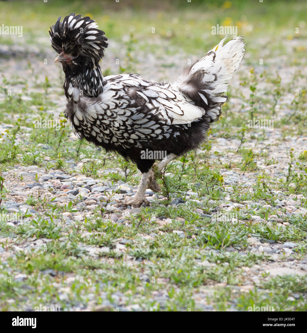 White Polish Rooster