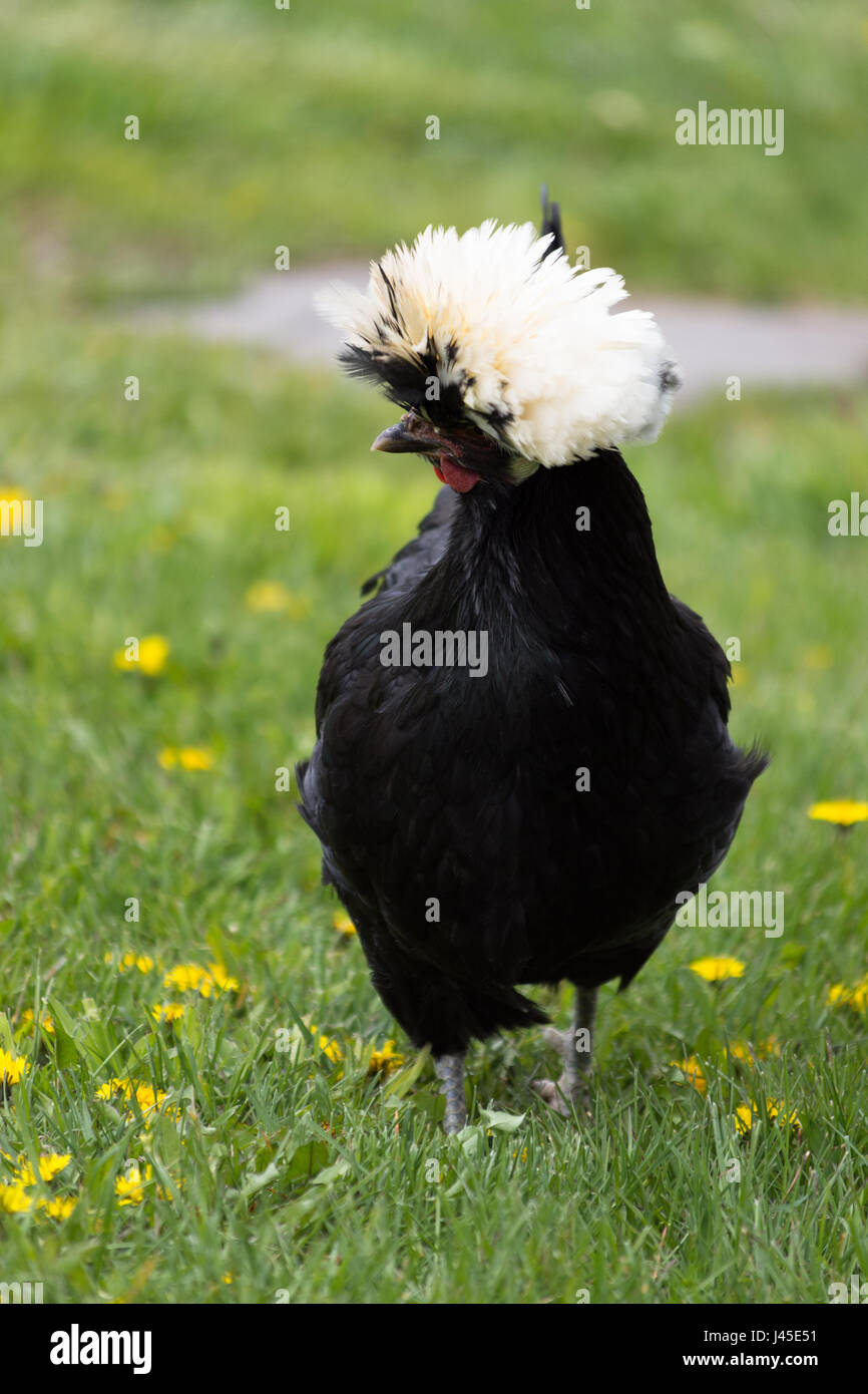 Close up of free range White Crested Black Polish Chicken with a head ...