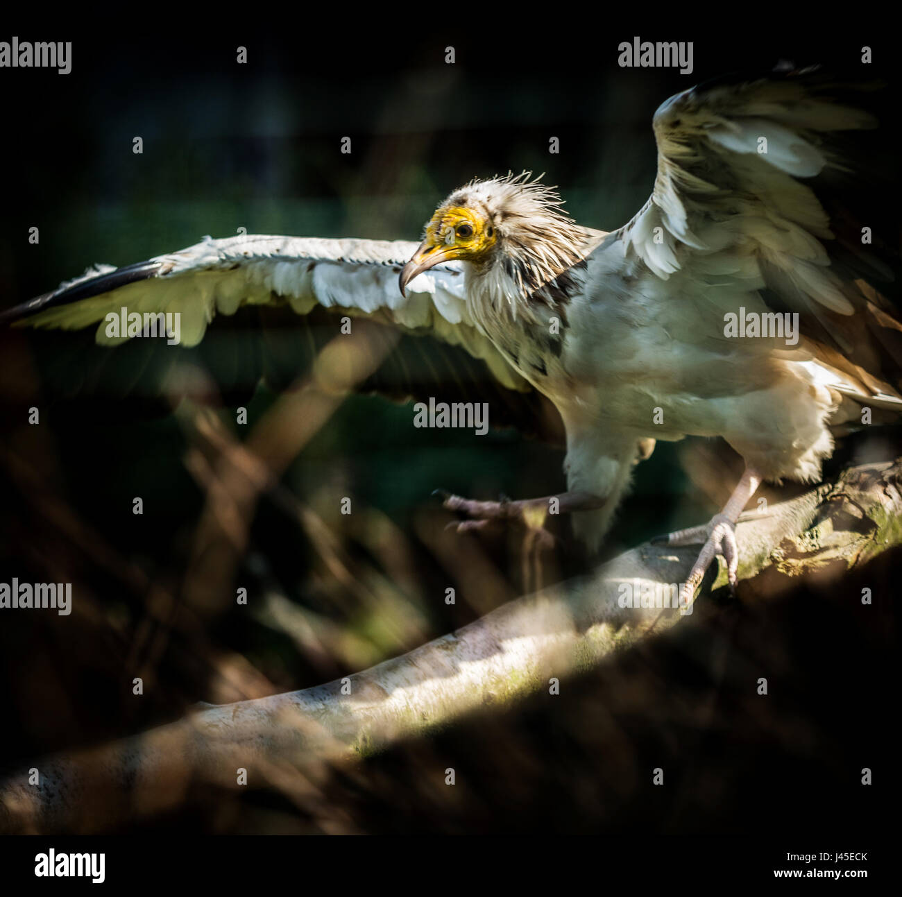 Big Bird Egyptian vulture (Neophron percnopterus) on dark background ...