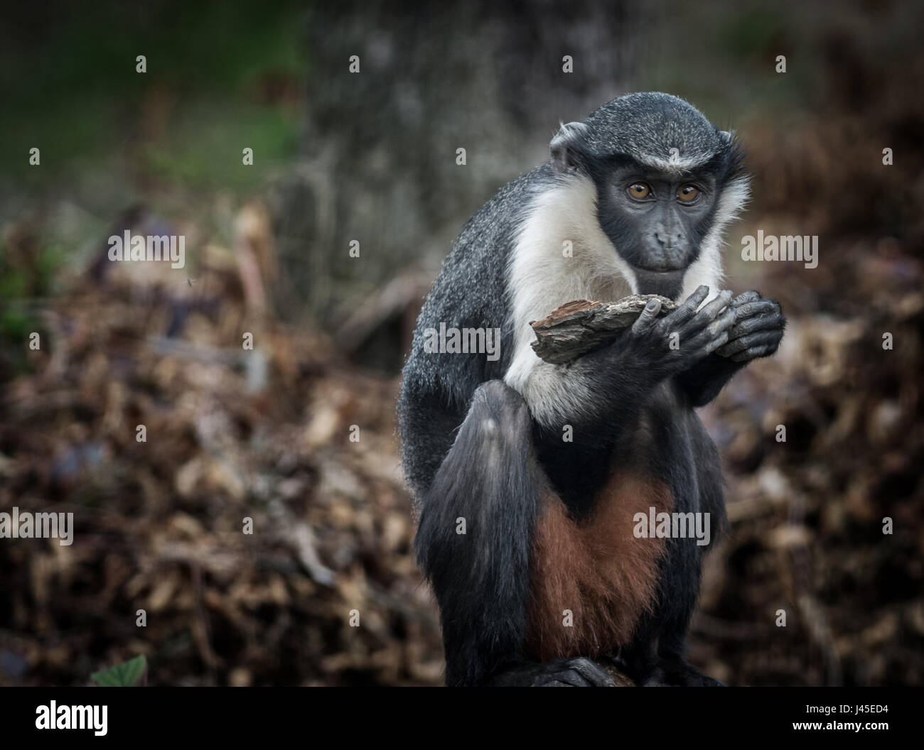 Monkey the Diana monkey (Cercopithecus diana) Wildlife animal Stock ...