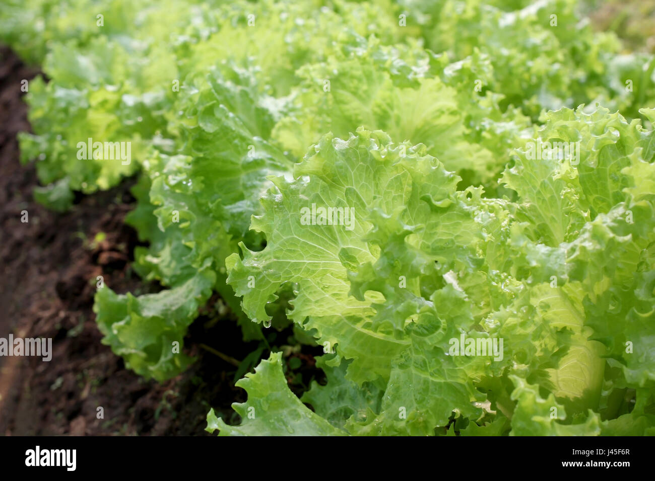 clean food, green lettuce vegetable in organic farm Stock Photo - Alamy