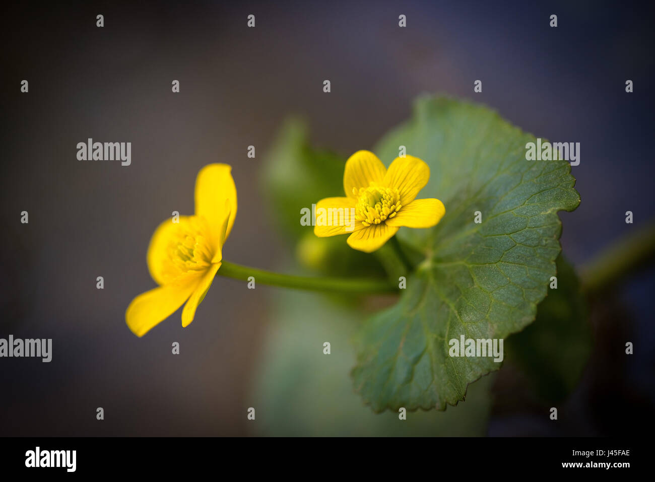 Spring background with beautiful yellow flowers Stock Photo - Alamy