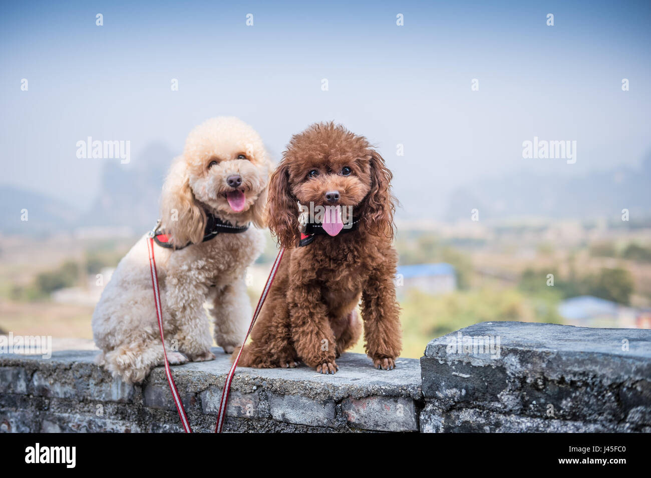 Poodle Sitting High Resolution Stock Photography and Images - Alamy
