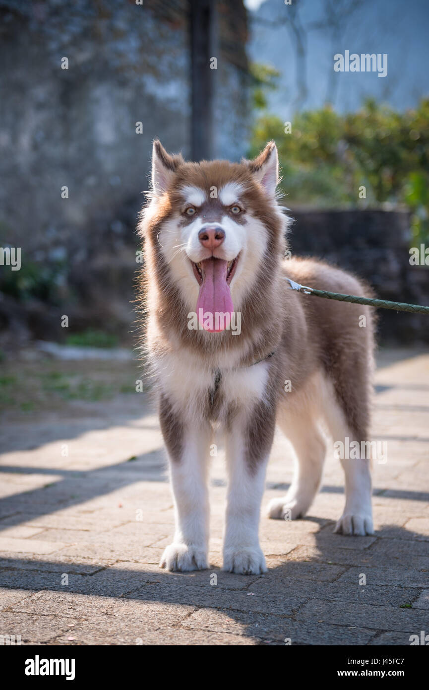 The Alaska dog puppies Stock Photo - Alamy