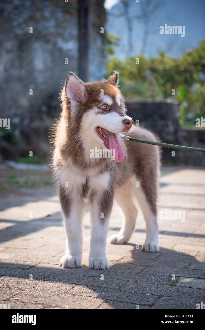 The Alaska dog puppies Stock Photo - Alamy