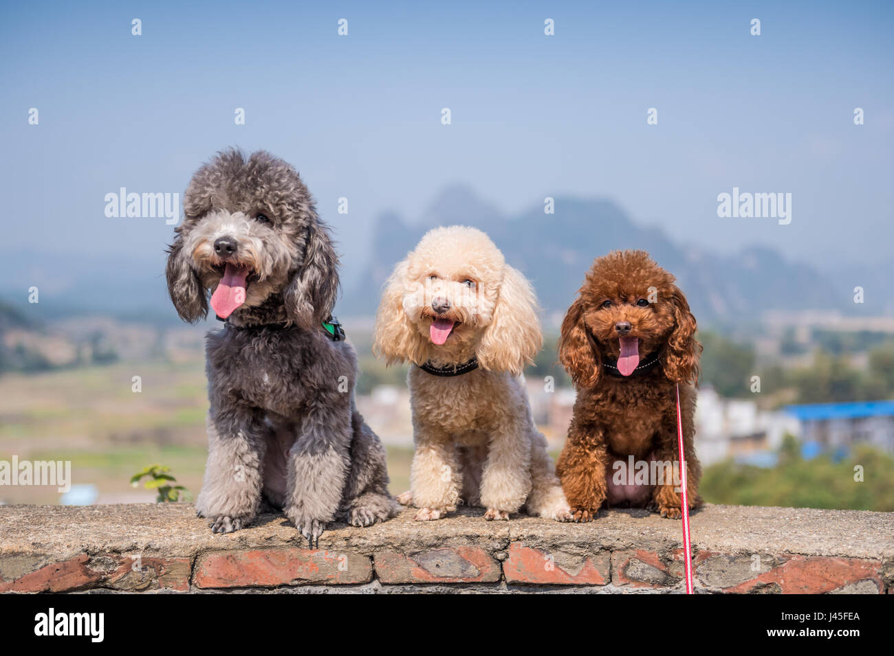 Three poodles hi-res stock photography and images - Alamy