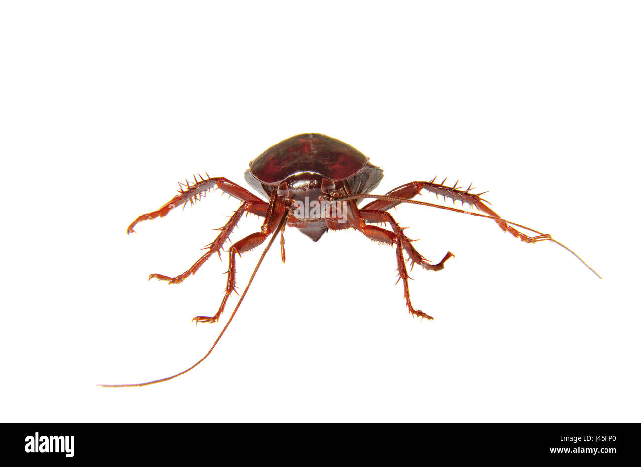 image on a white background homemade insect cockroach Stock Photo - Alamy