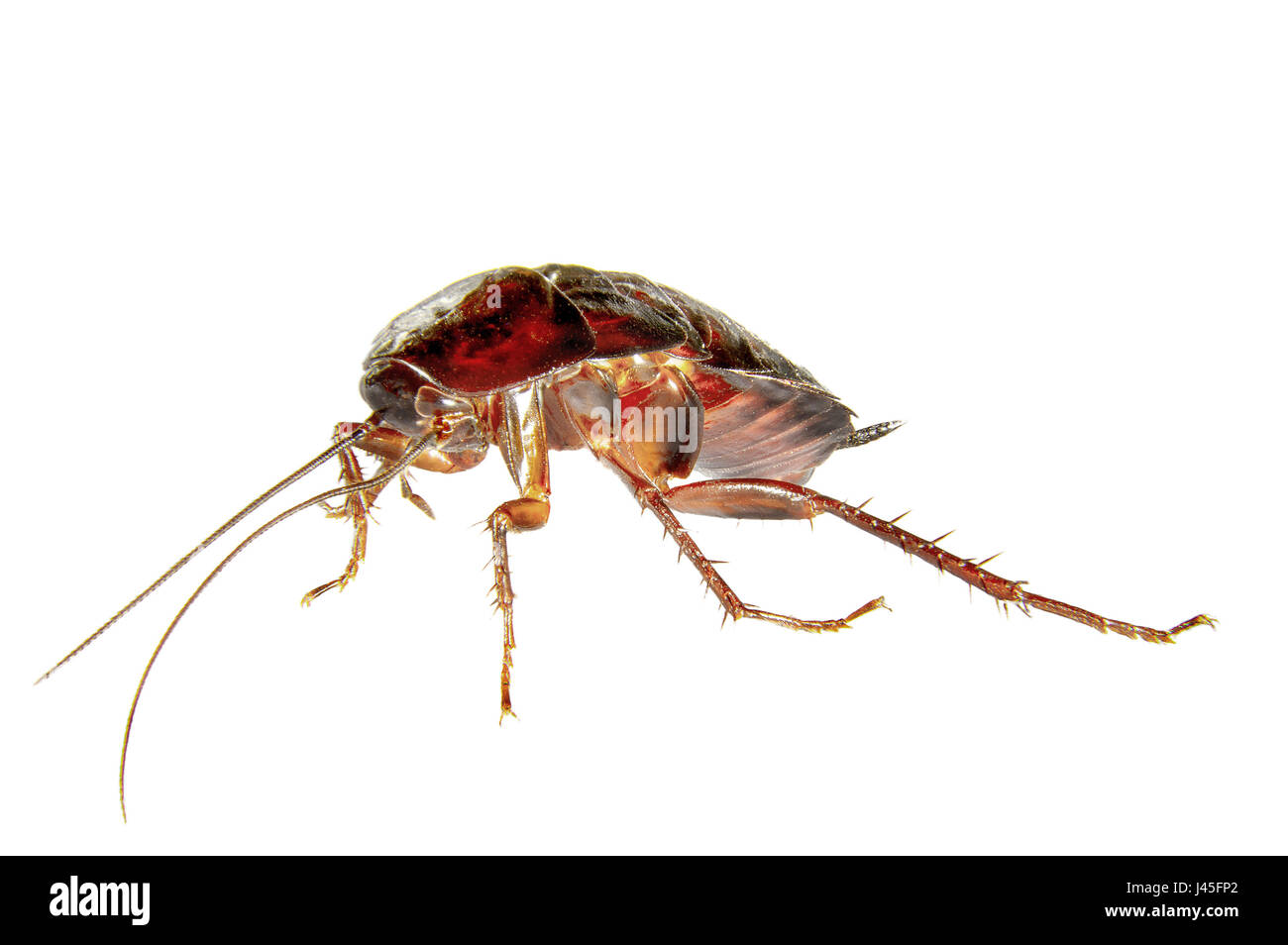 image on a white background homemade insect cockroach Stock Photo - Alamy