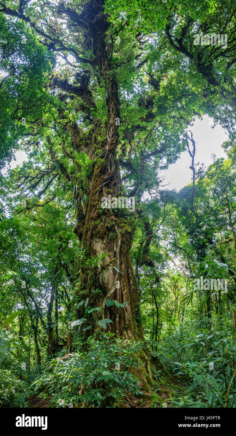 Panoramic view of entire tree in the forest Stock Photo - Alamy