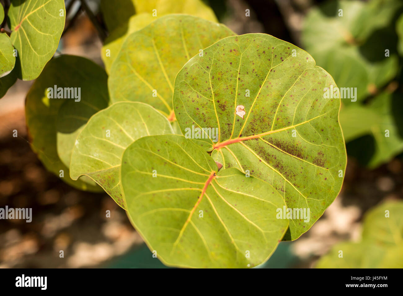 Beach greenery hi-res stock photography and images - Alamy