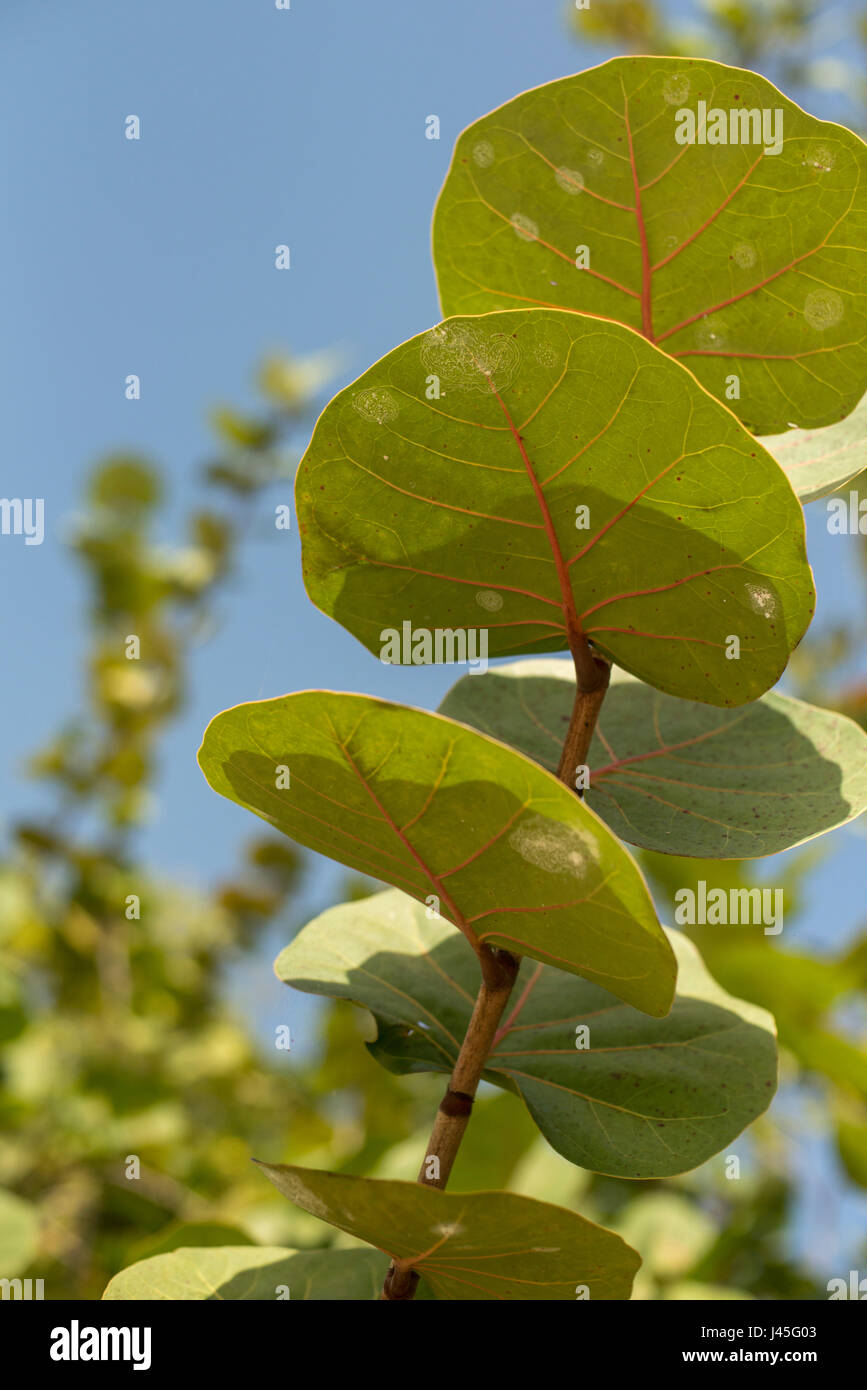 Gosier beach hi-res stock photography and images - Alamy