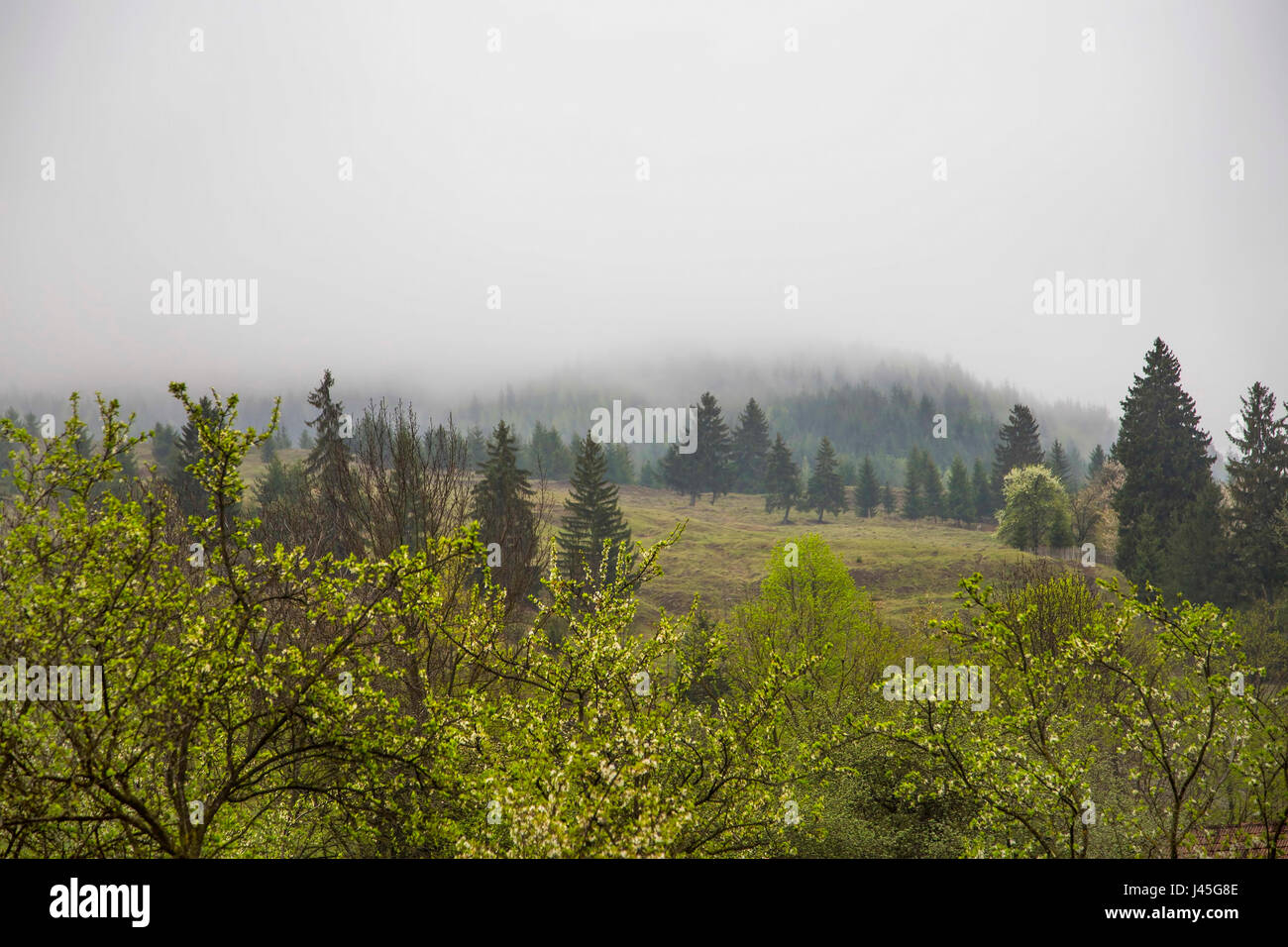 Nature rainy forest landscape with meadow and trees Stock Photo - Alamy
