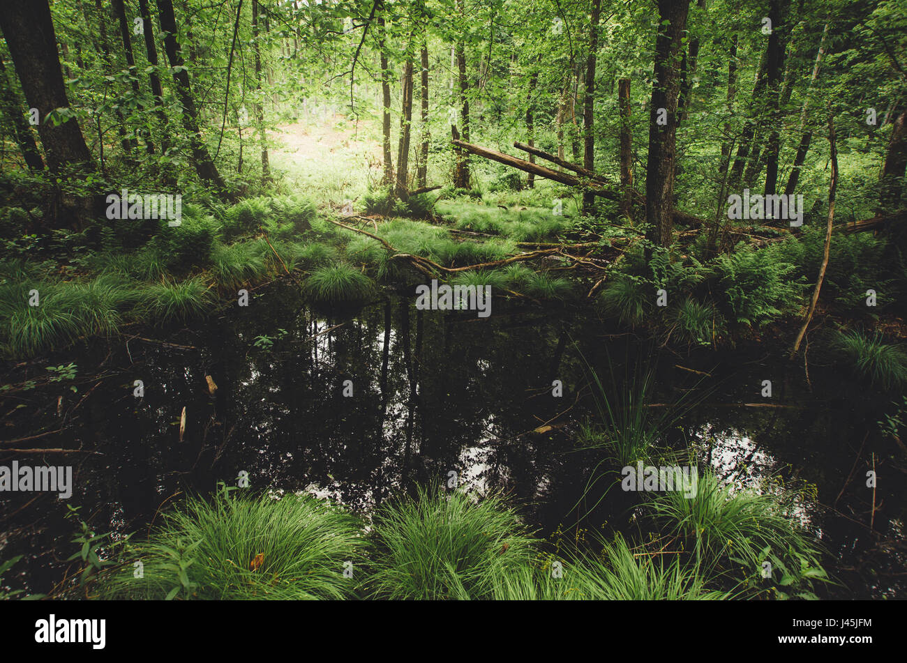 Summer landscape in swamp hi-res stock photography and images - Alamy