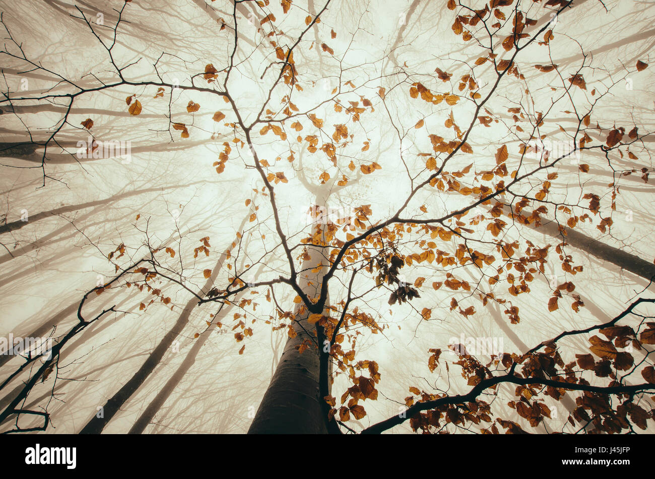 Low angle forest landscape, autumn leaves on tree branch. View toward ...