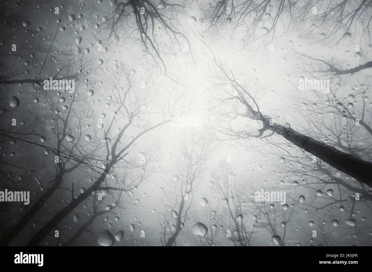 Dark forest hi-res stock photography and images - Alamy