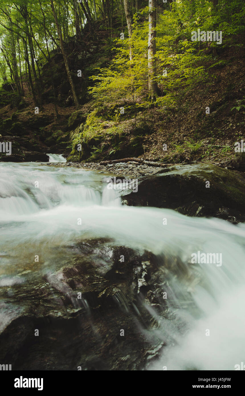 forest stream water flowing betweeh the rocks in natural landscape ...
