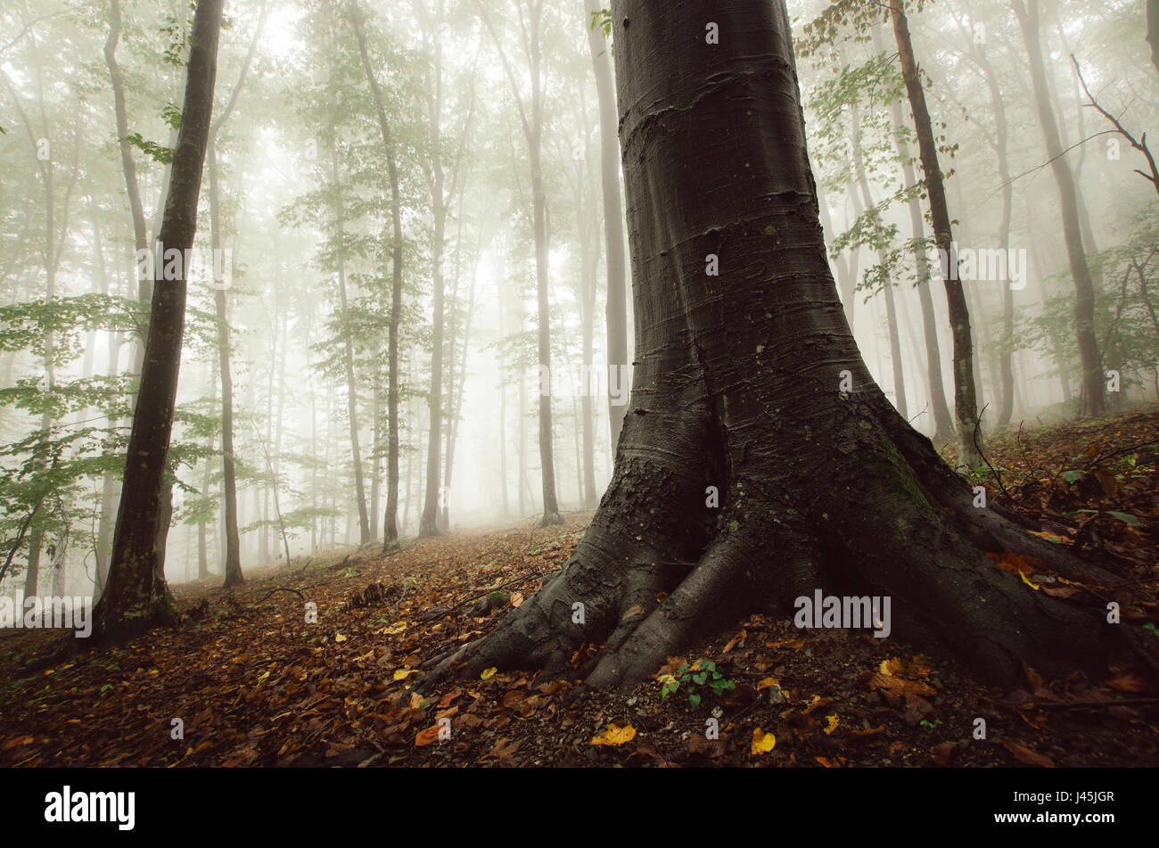 Low angle forest scenery with tree roots and autumn leaves on the ...