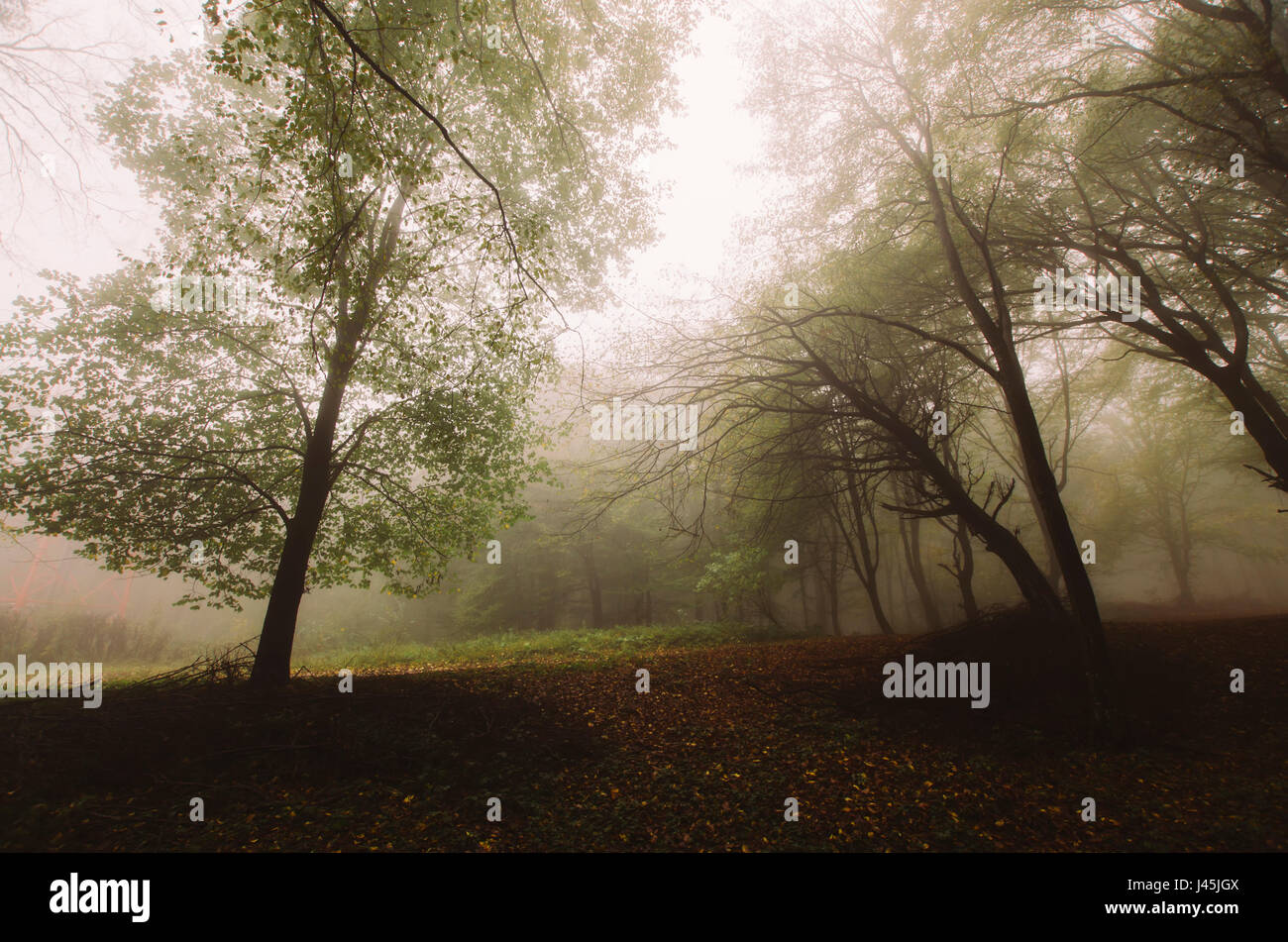 Rainy autumn day in forest. Woods landscape with trees in mist Stock ...