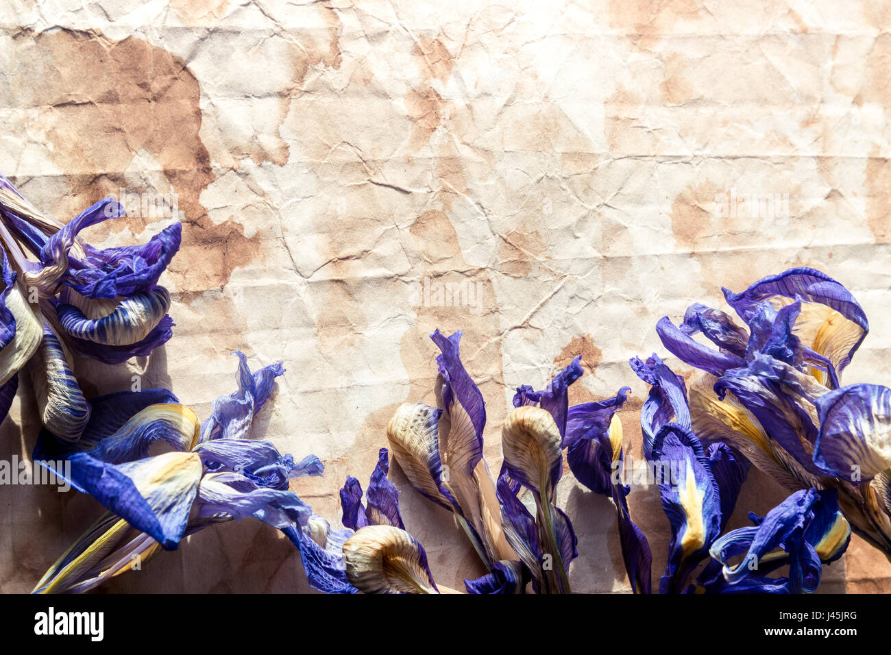 Background with an old paper with flowers of dried iris Stock Photo - Alamy