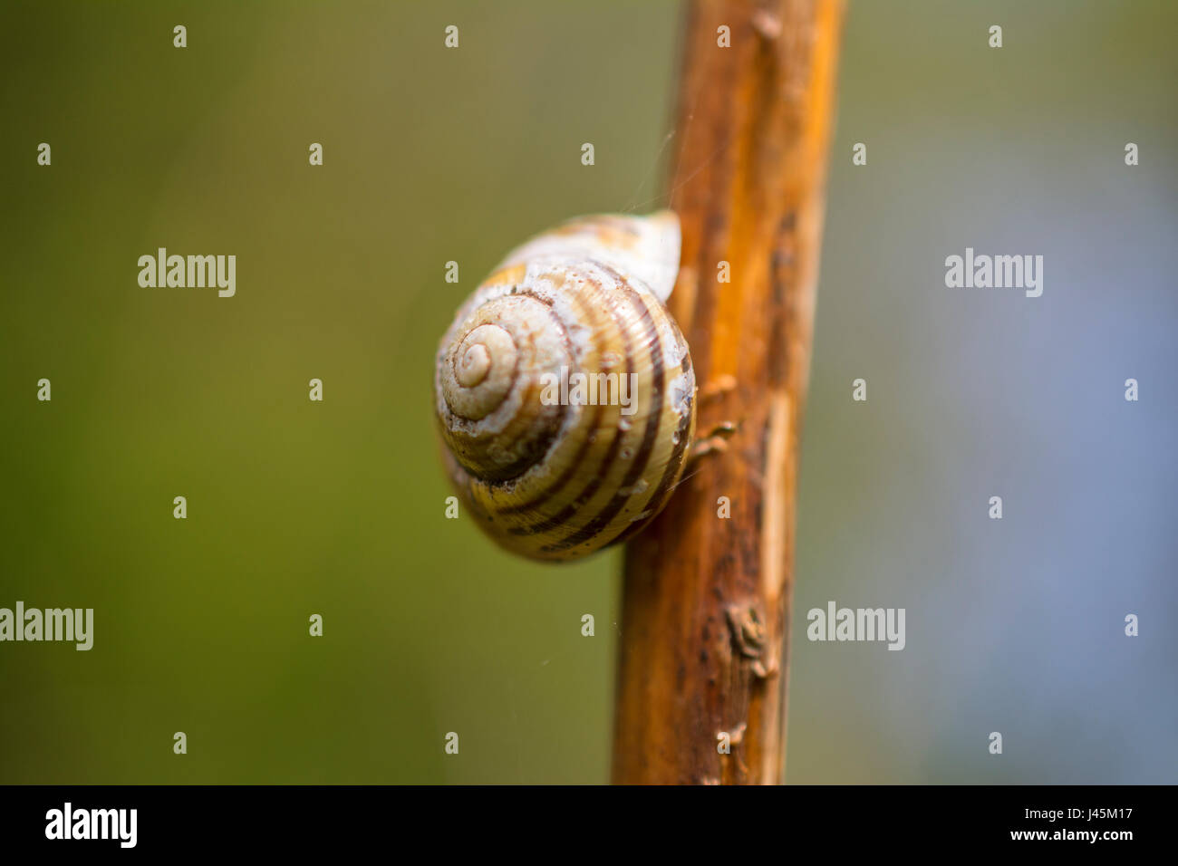 White lipped snail shell hi-res stock photography and images - Alamy