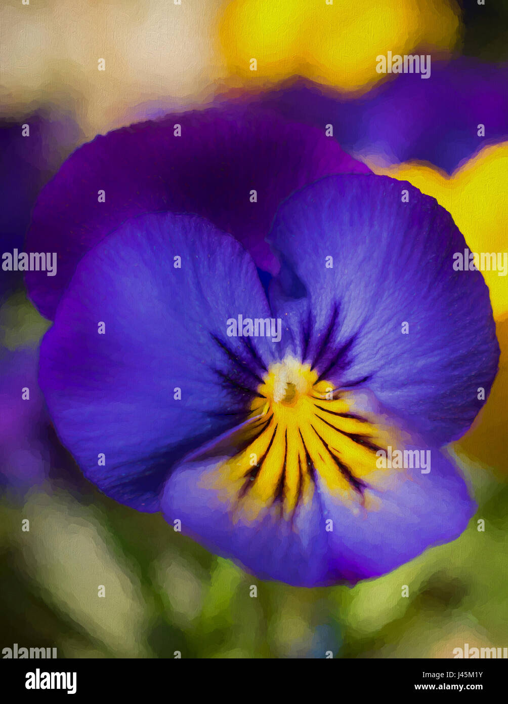 Pansy Flower Portrait High Resolution Stock Photography and Images - Alamy
