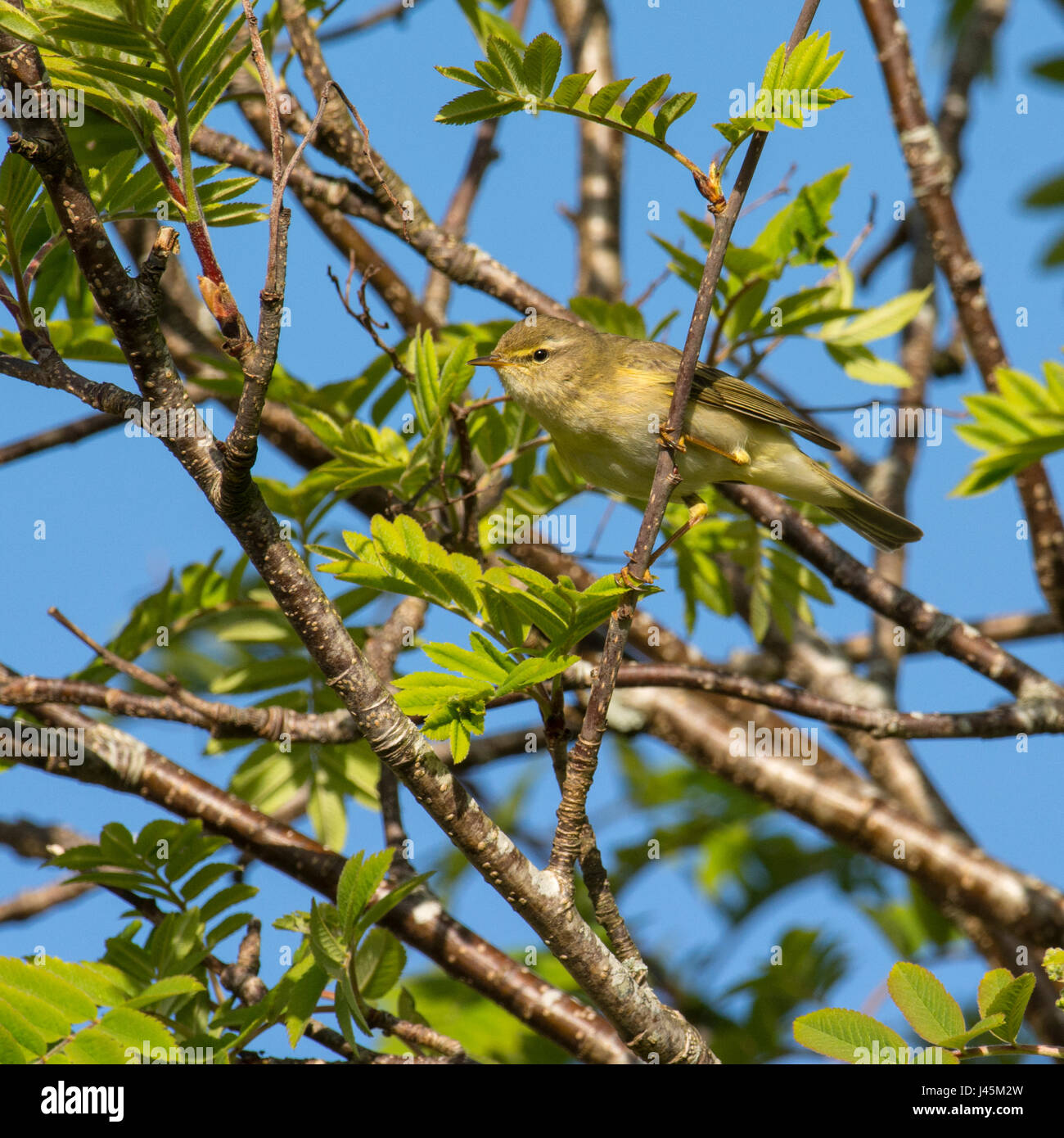 Ash and willow hi-res stock photography and images - Alamy