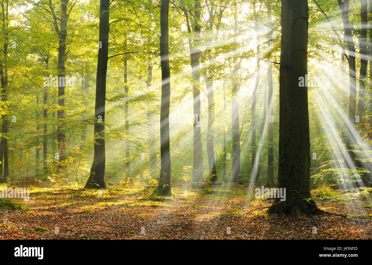 Morning in the forest Stock Photo - Alamy