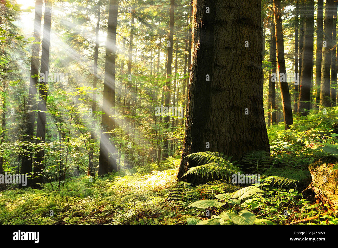 Morning in the forest Stock Photo - Alamy