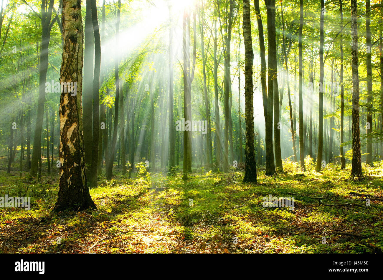 Morning in the forest Stock Photo - Alamy