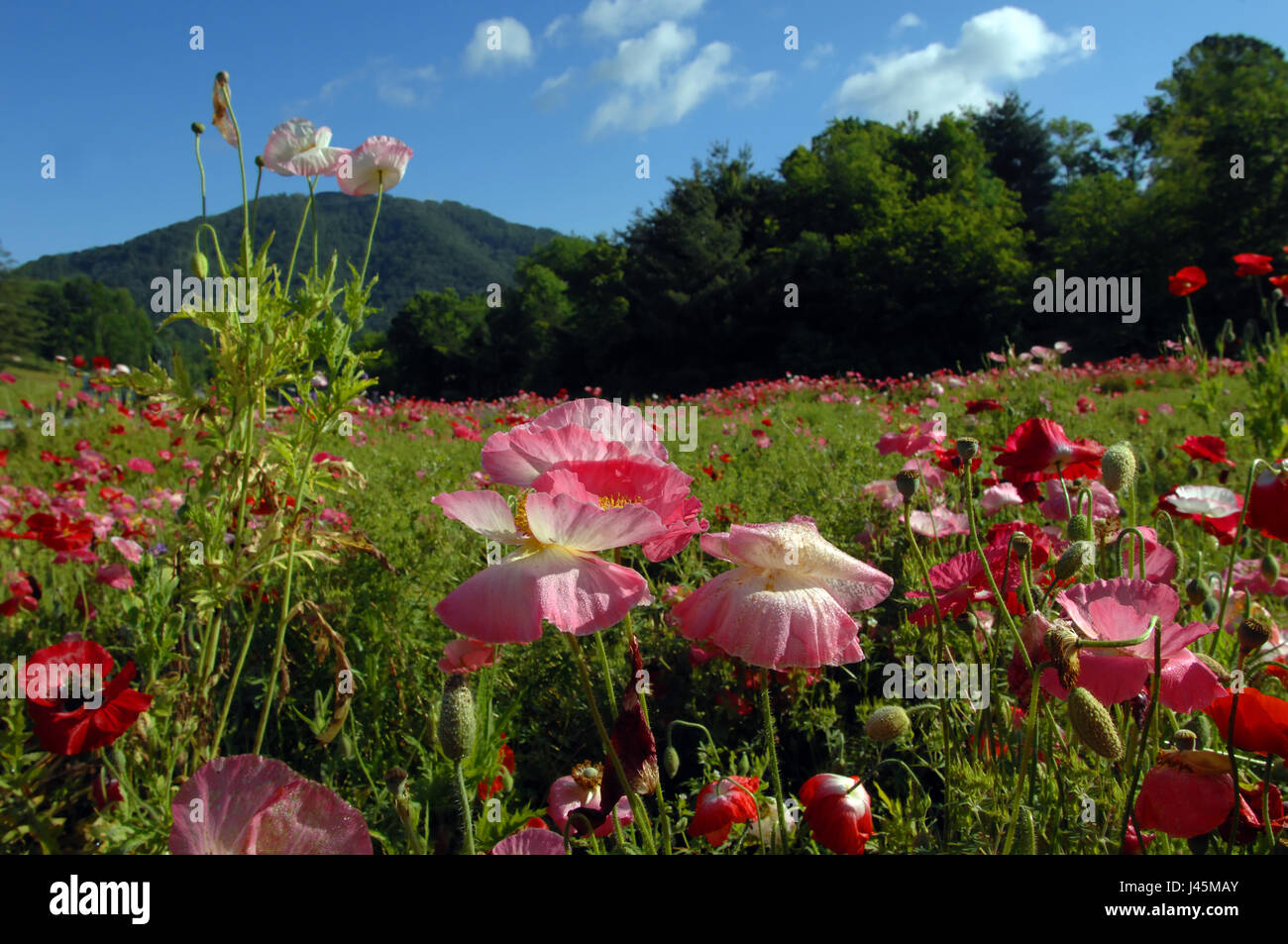 Pink Poppy Flower Field