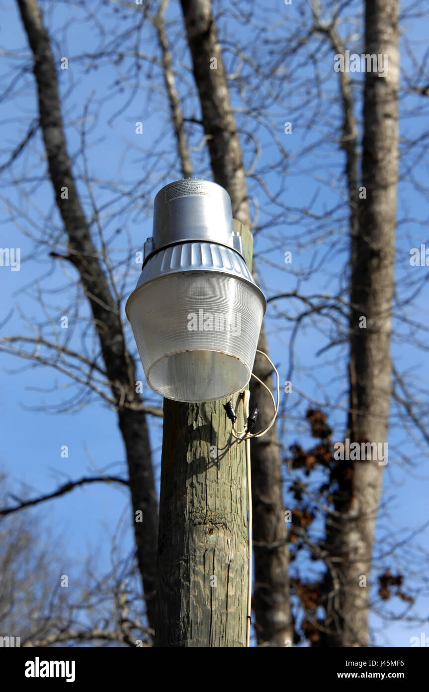 Night light is mounted to a tall wooden pole. Blue sky and tree limbs ...