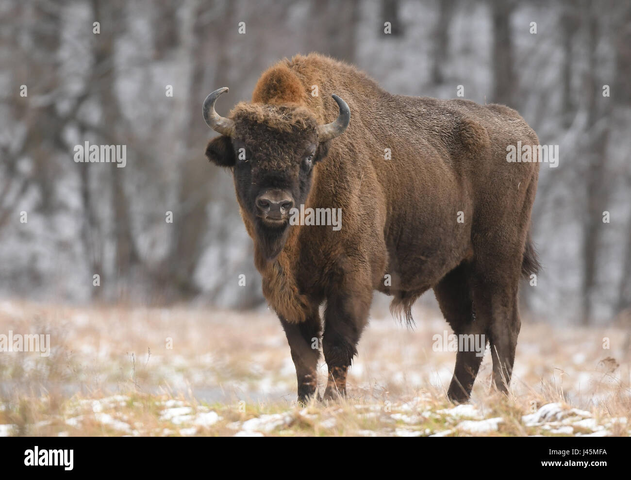 European bison (Bison bonasus Stock Photo - Alamy