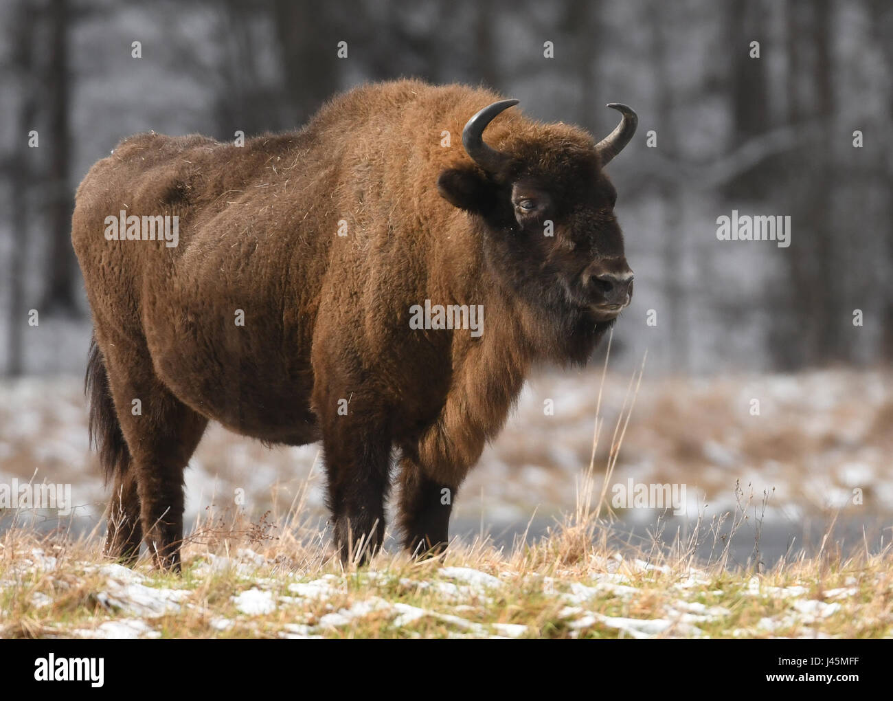 European bison (Bison bonasus Stock Photo - Alamy