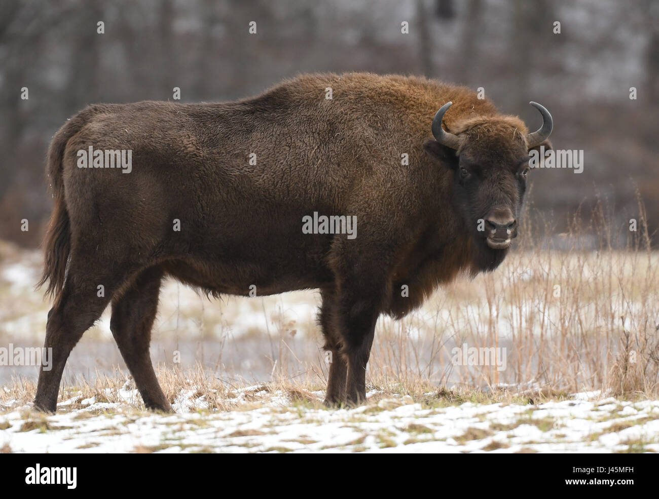 European bison (Bison bonasus Stock Photo - Alamy