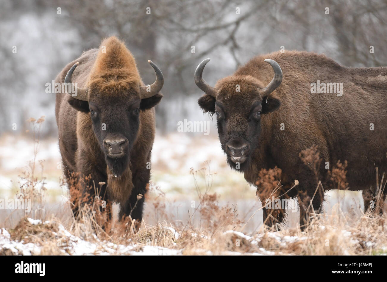 European bison (Bison bonasus Stock Photo - Alamy