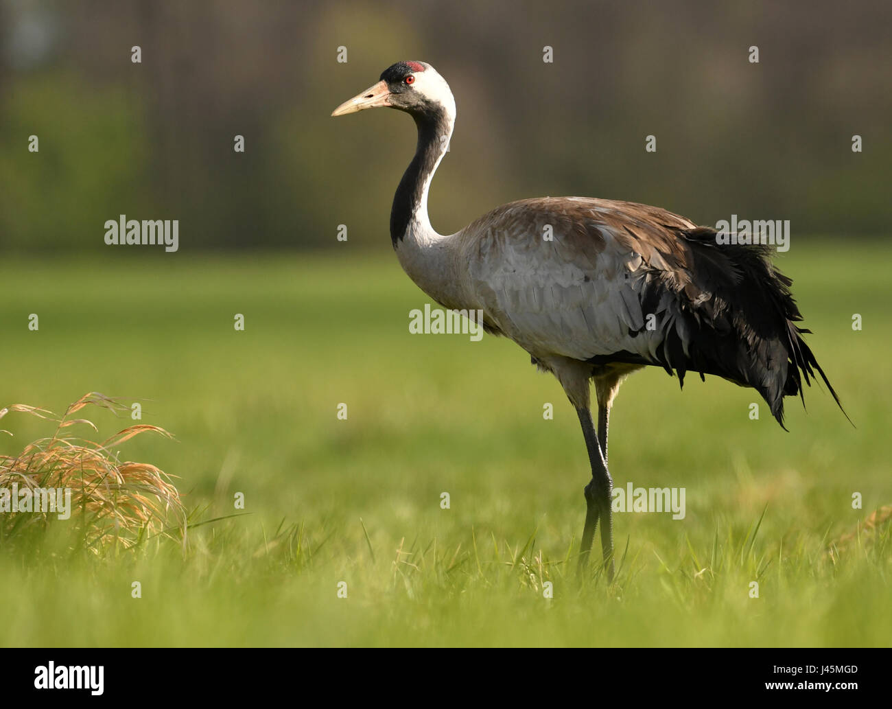 Spring crane bird animals hi-res stock photography and images - Alamy