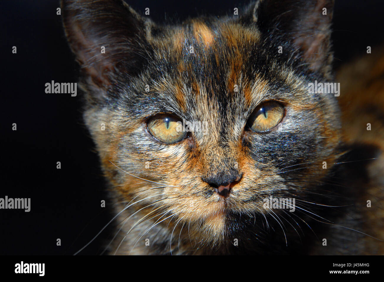 Amber cat eyes narrow in the bright sunshine. Kitten is young and has ...