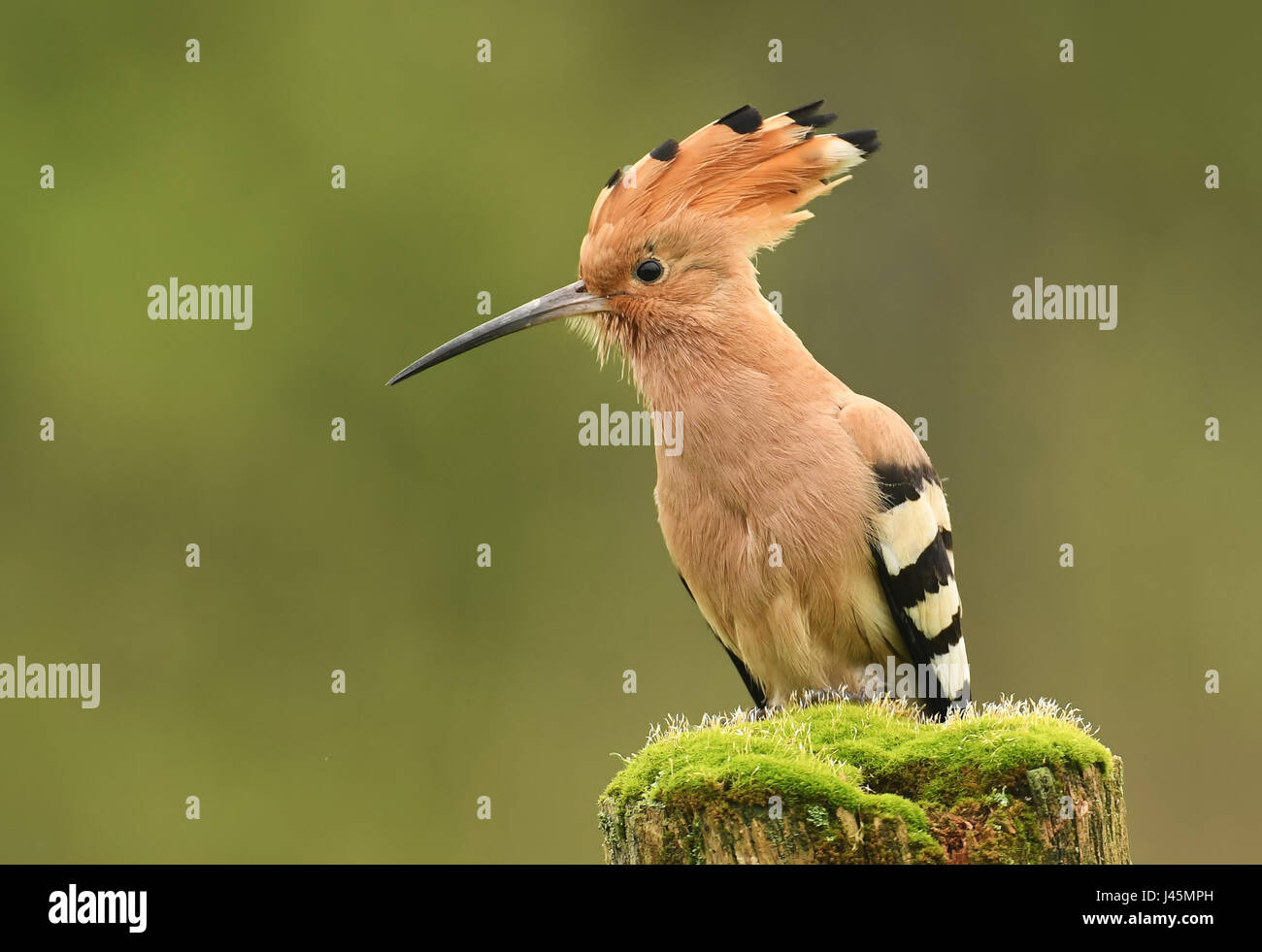 Eurasian Hoopoe or Common hoopoe (Upupa epops Stock Photo - Alamy